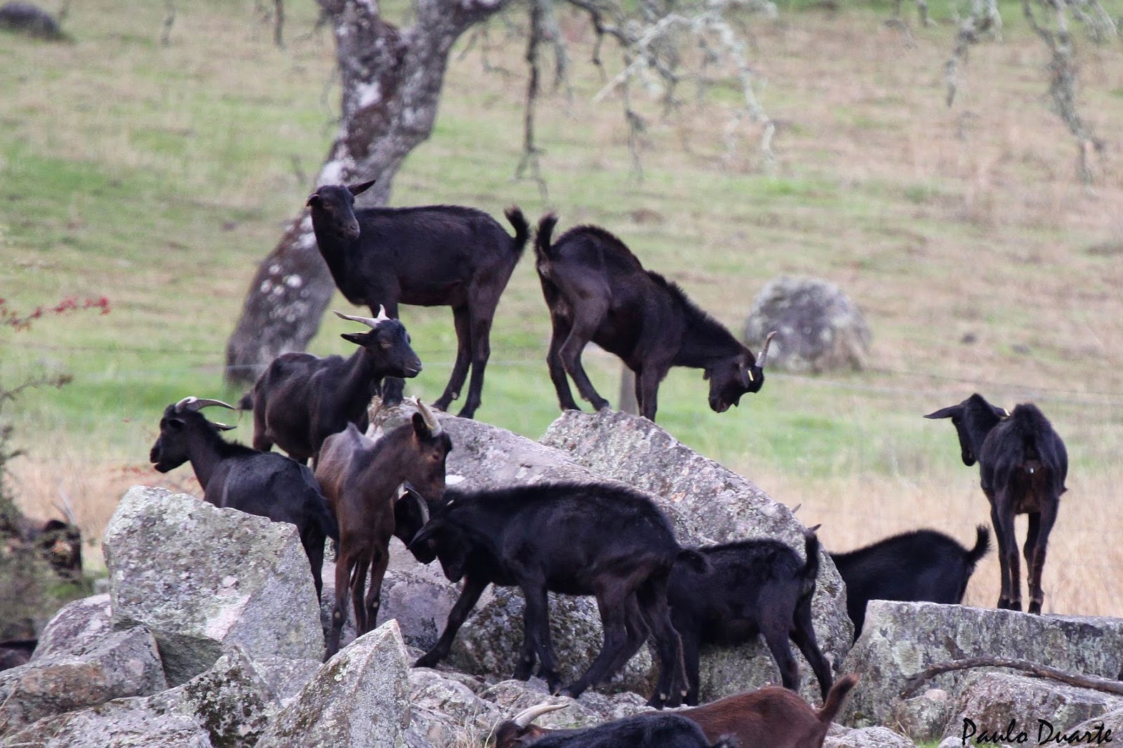 Vislumbres...: Cabras e mais cabrinhas!