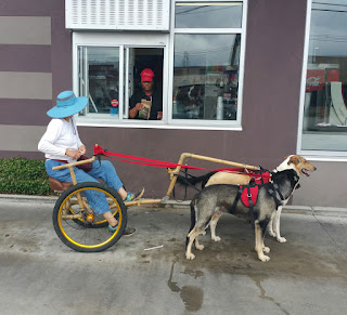 All things Collie: The Versatile Collie - Sulky driving