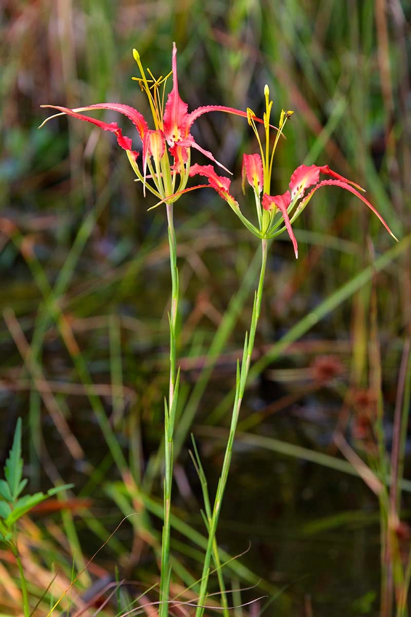 Bob's Photos: Pine Lilies