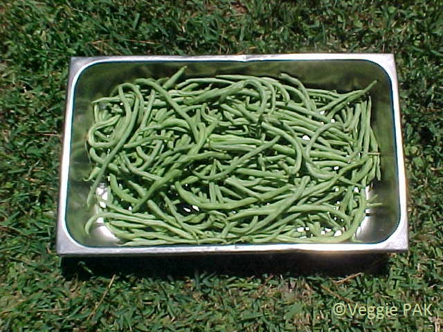 Back Yard Organic Vegetables: Our First Harvest of Willow Leaf Butter ...