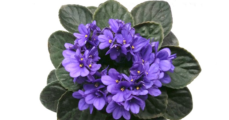 How to Rescue A Violet