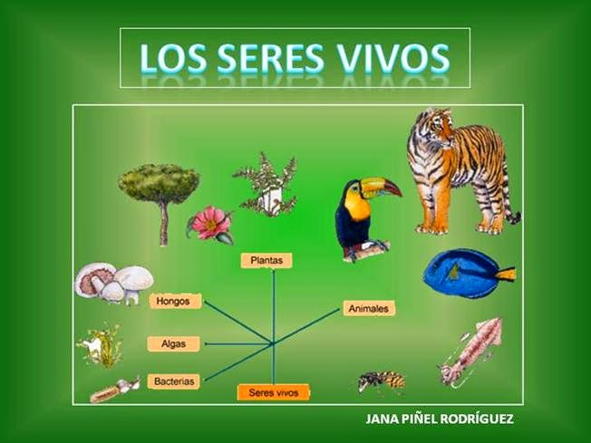 SERES VIVOS : Seres Vivos y sus Reinos