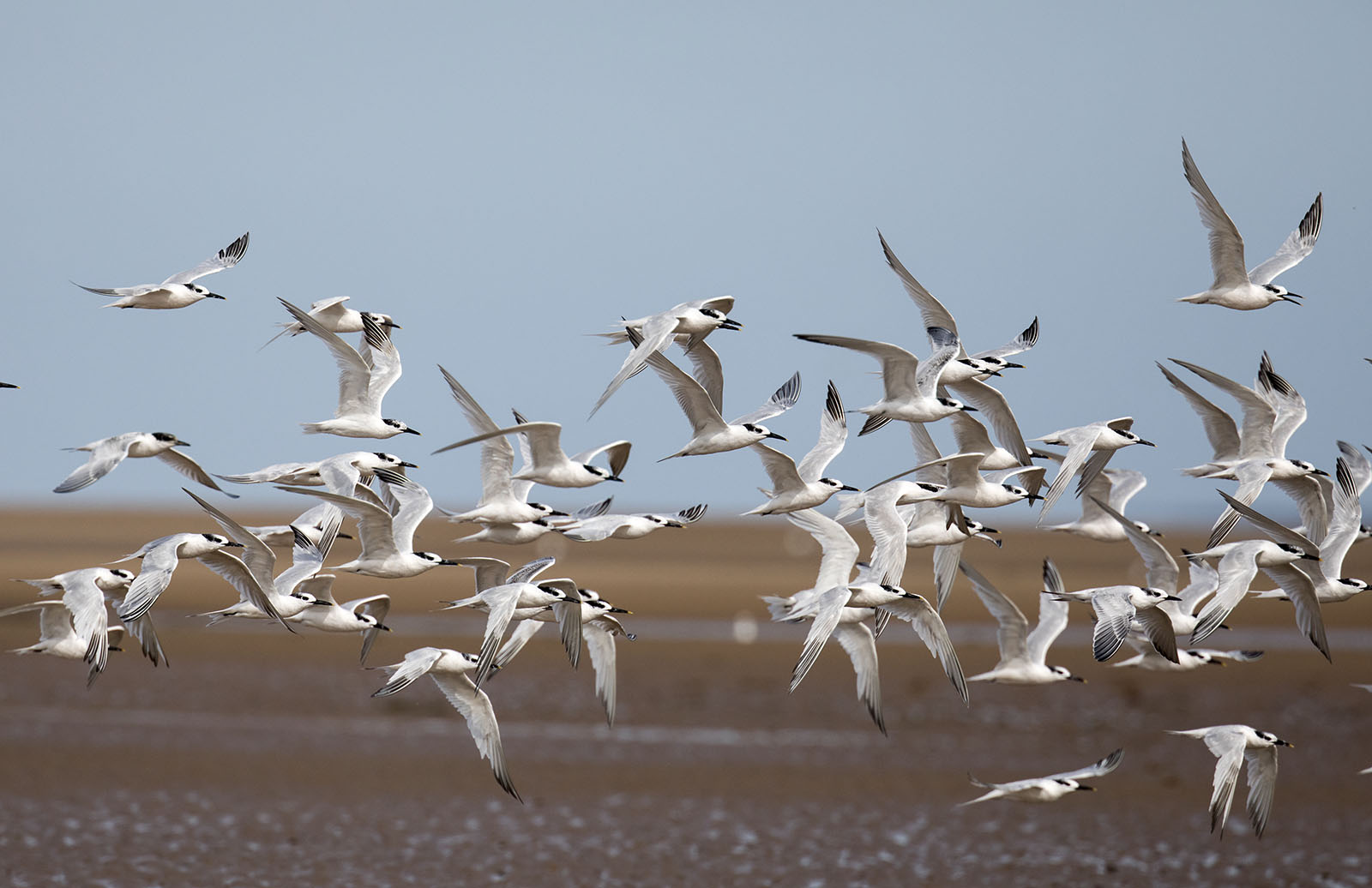 pewit: Sandwich Terns