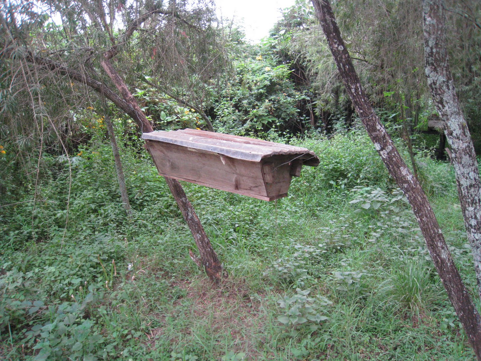 To BEE in Kenya: Sara Meets the African Bees!
