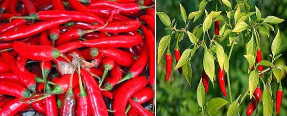 Khazanah Pengetahuan Biologi: Artikel Biologi PEMANFAATAN KAROTENOID ...