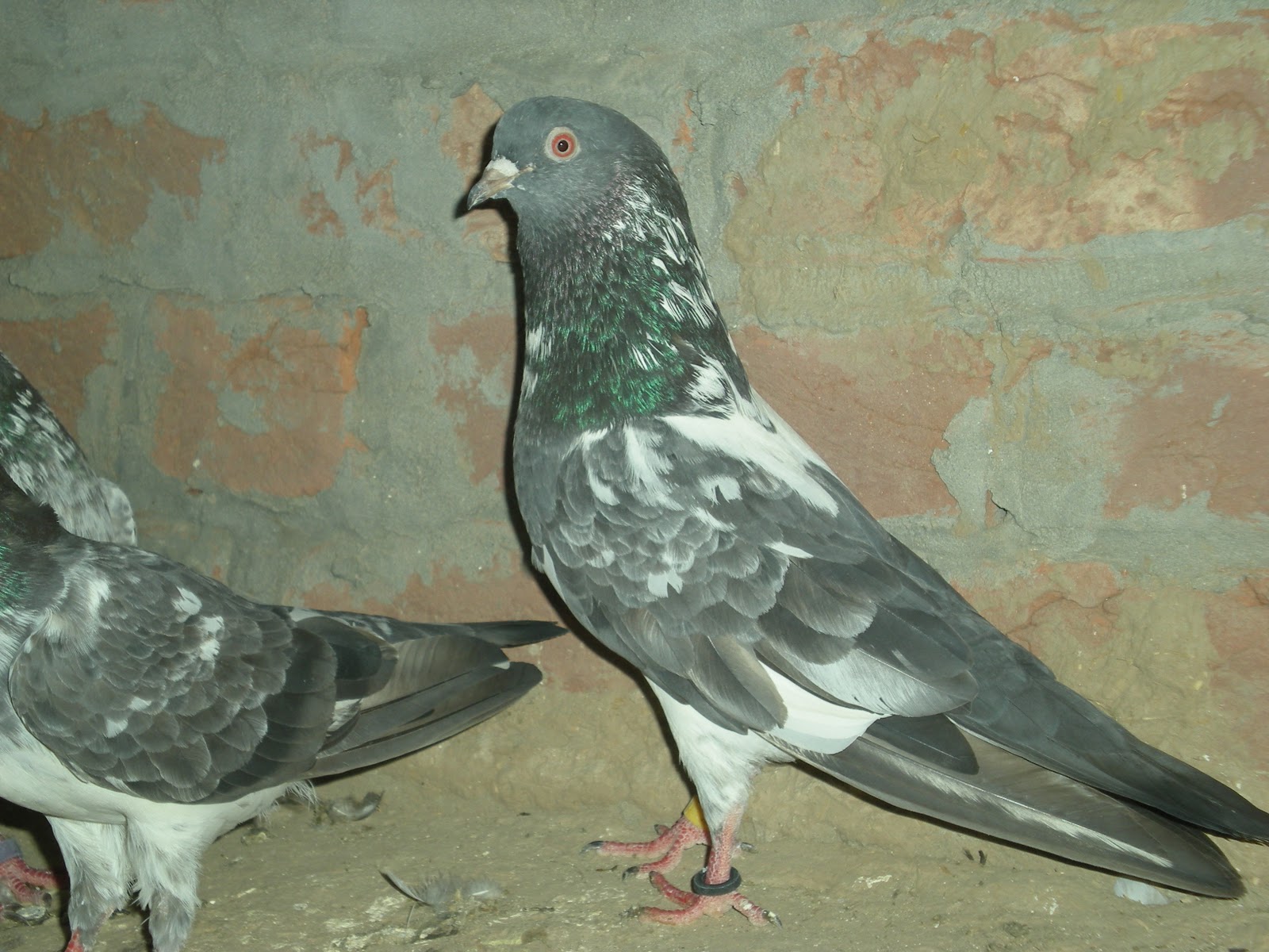 Pakistani Tipplers (Kabootar Baaz) | UK & USA Pigeons | Fancy Pigeons ...