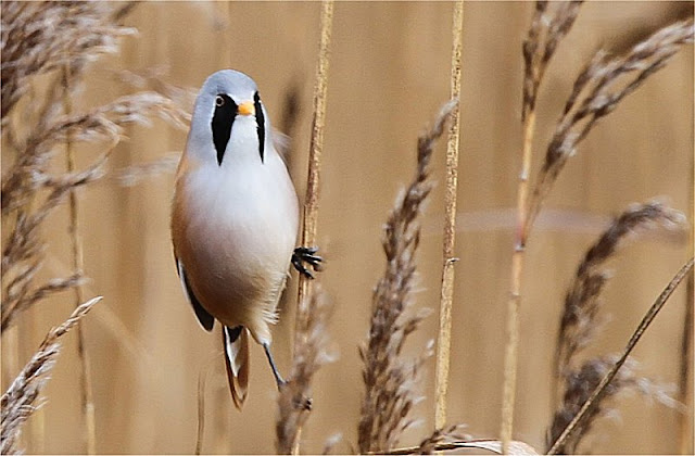 Murfs Wildlife : Bearded Reedling
