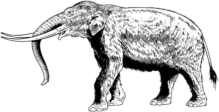 Nature: Observations and Meanings: Mastodon Family: Look Closer and Think.