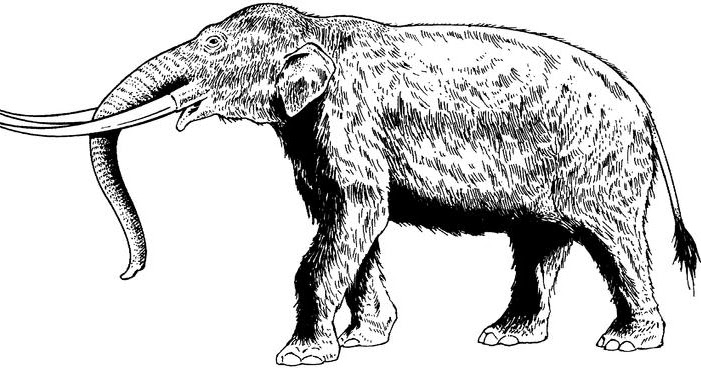 Nature: Observations and Meanings: Mastodon Family: Look Closer and Think.