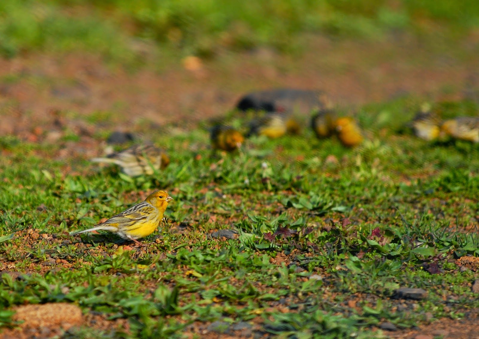 Birding Canarias: Aves Canarias