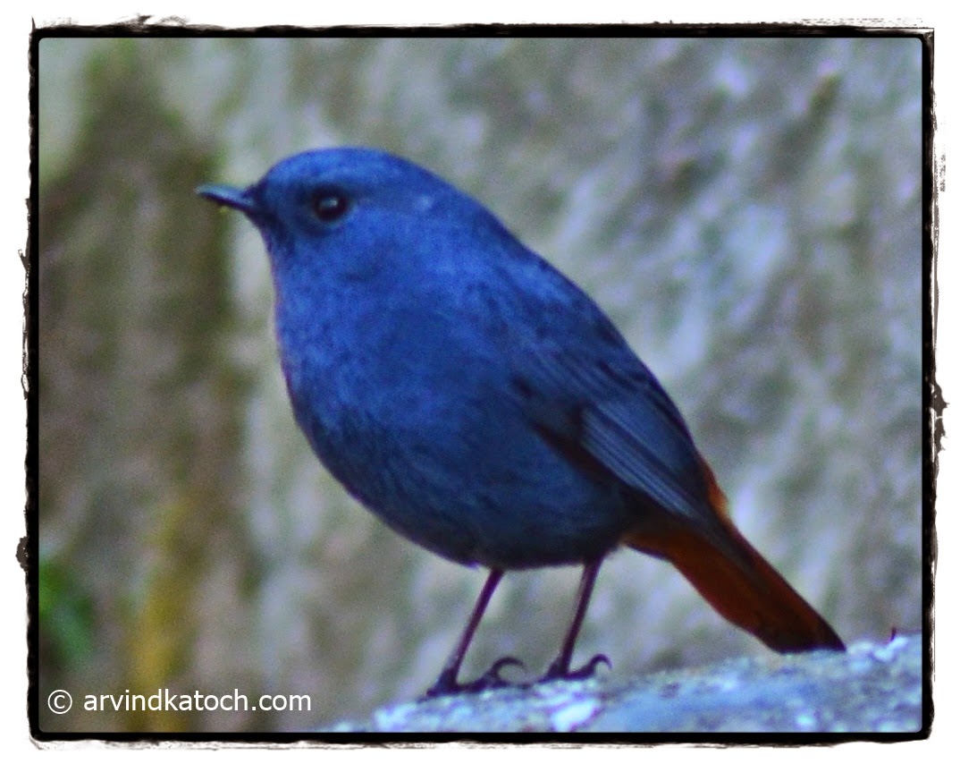 Plumbeous Water Redstart (Rhyacornis Fuliginosa) Pictures and Detail