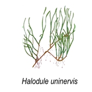 ALF!4N DocX: Klasifikasi Lamun Alfiansyah