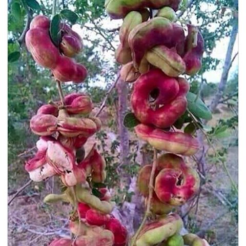 FILIPINO TUTORIAL: Fruits of the Philippines