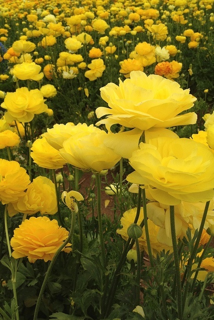 Adorable beautiful Garden of Beautiful Ranunculus or buttercup flowers ...