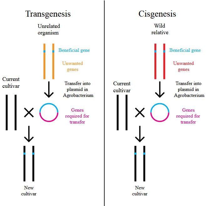 Císgénicos vs transgénicos