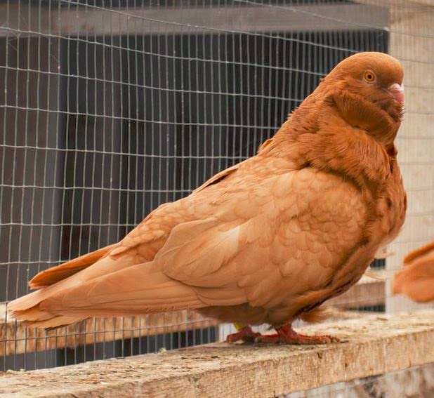 World of Pigeons and Doves: Chinese Owl ( Chinesentaube )