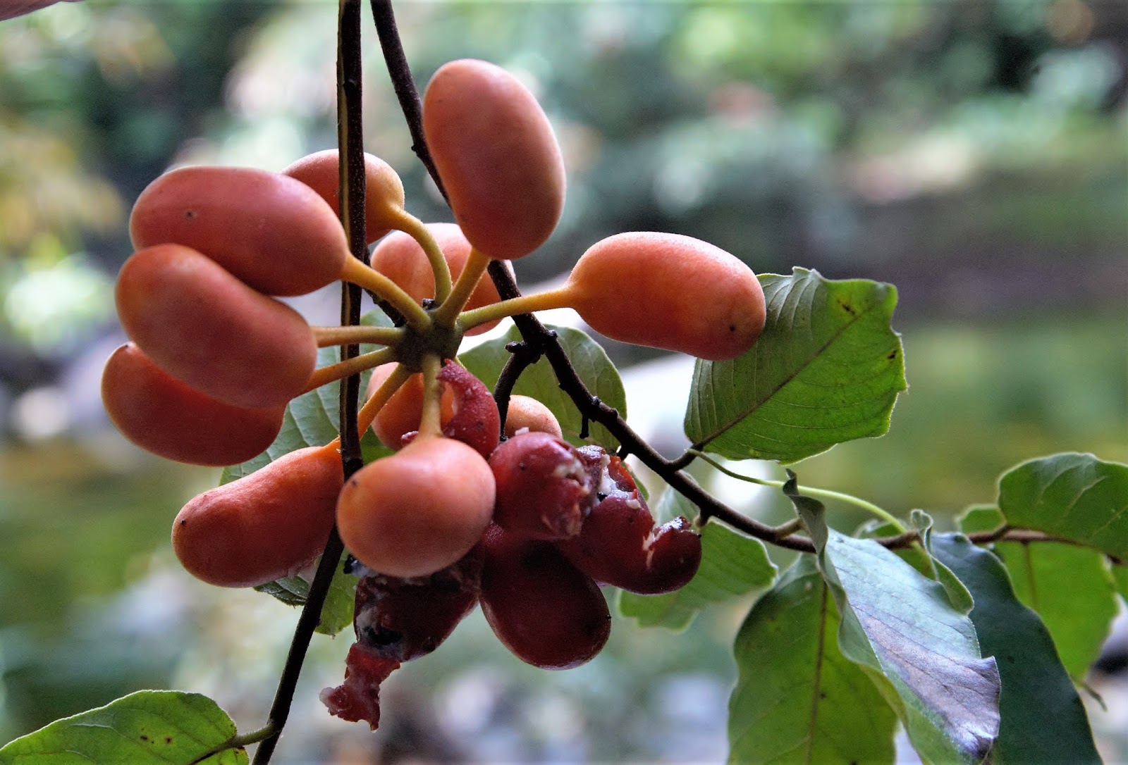 Naquem.: August 2017