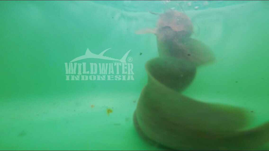 Menimbang Kembali Mitos Ikan Lele Truno: Fenomena Alam, Muatan ...