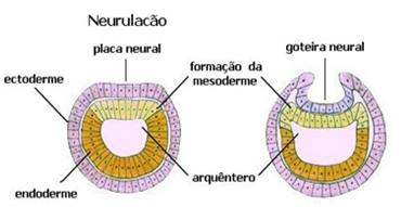 Sala BioQuímica: Fecundação e embriogênese