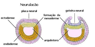 Sala BioQuímica: Fecundação e embriogênese