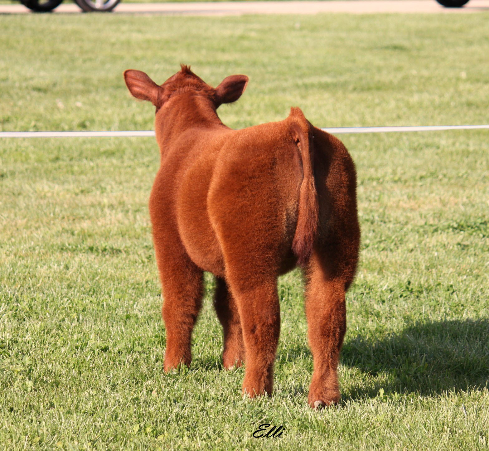 Lautner Farms: Bojo Bull Calf - Andrew Lange