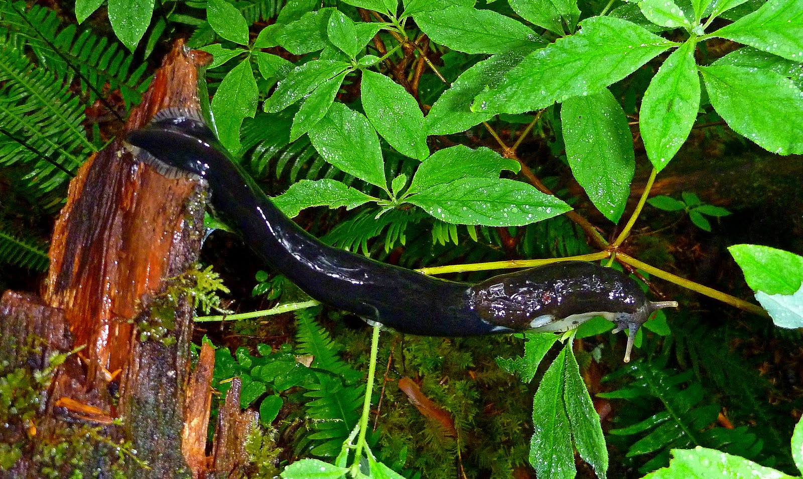Buzz's Marine Life of Puget Sound: Botanical Beach and the Minnesota ...