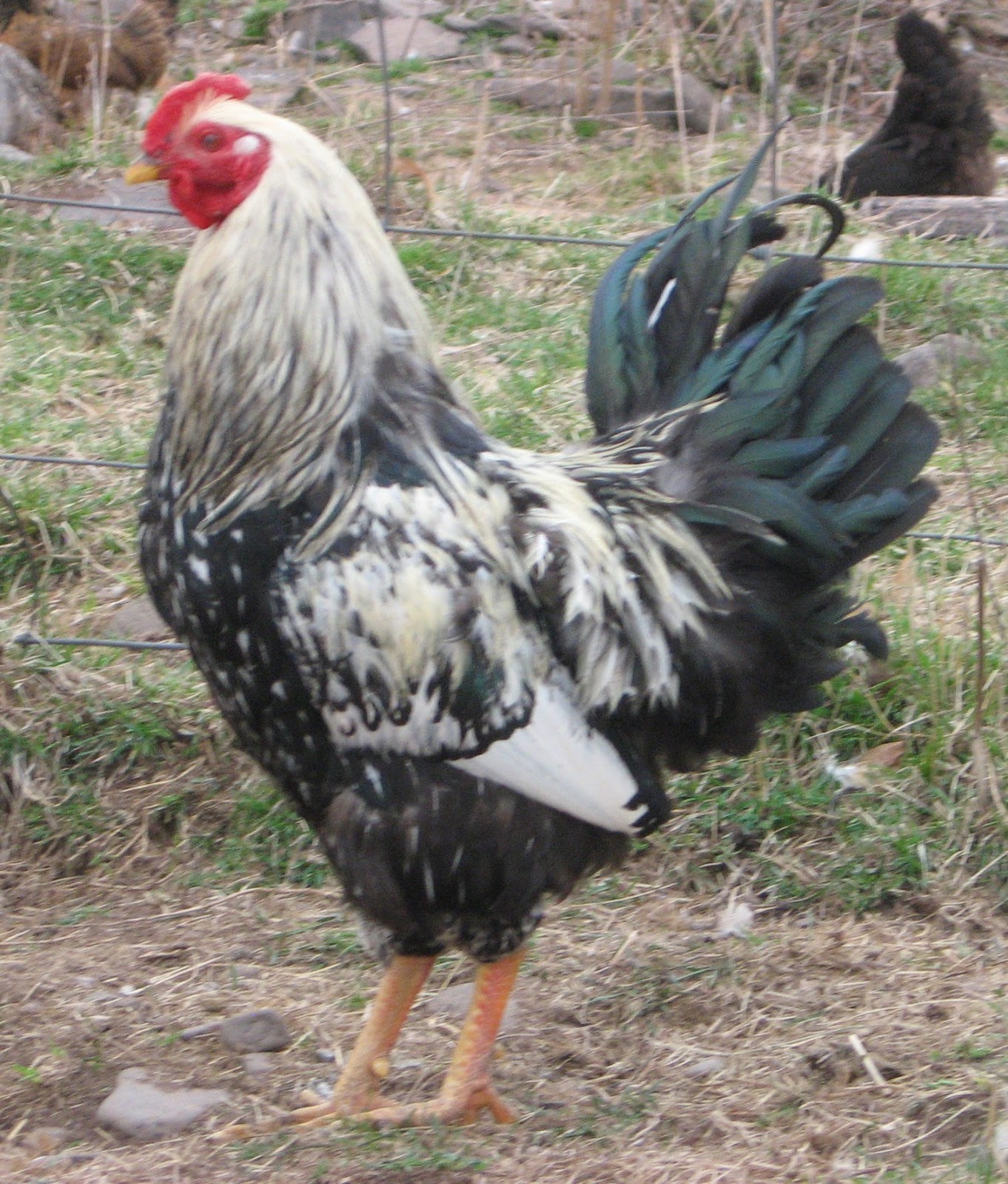 Stone & Thistle Farm - Farm and Fable Musings: Unsprung Spring