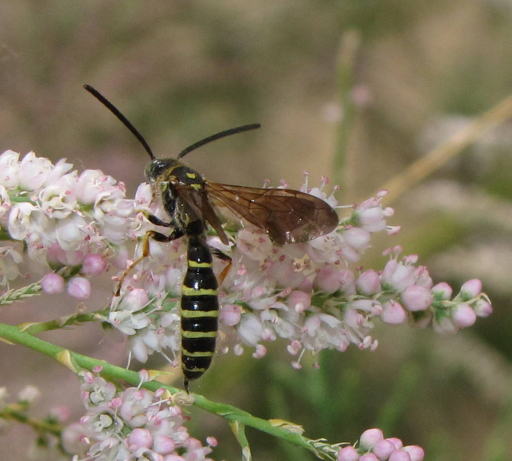 Bug Eric: Wasp Wednesday: The Wasp Tree Part II