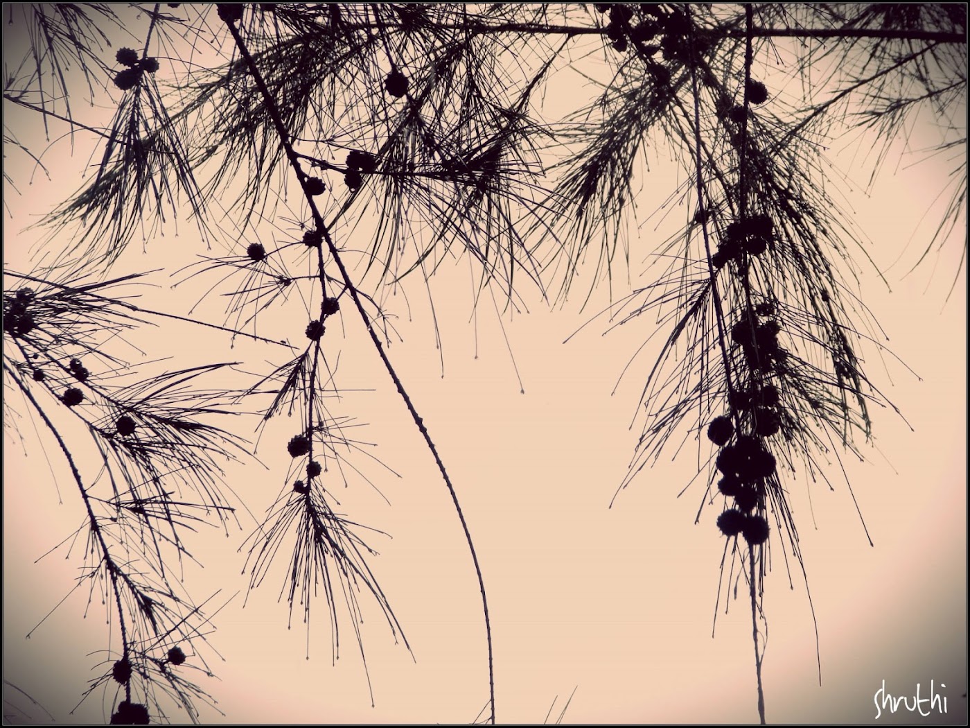 Life is beautiful: Casuarina Tree (gaali mara)