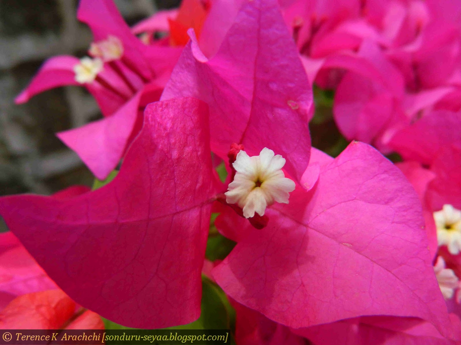 බෝගන්විලා වගාව BOGANWILA ~ වගතුග Lanka