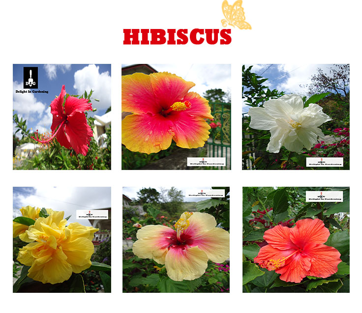 D.I.G THIS!!!: HIBISCUS