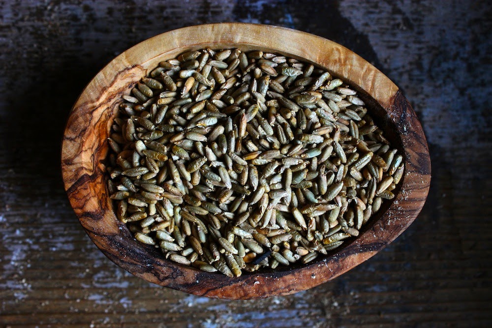 Tartine Bread Experiment: Sidebar Sunday: Happy Accident 100% Sprouted Rye