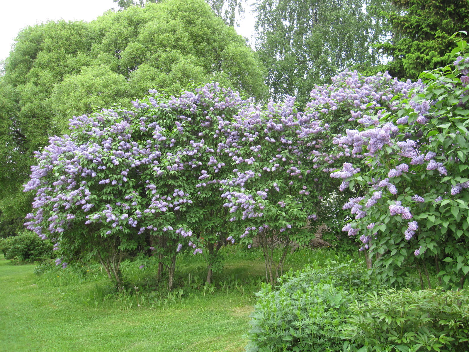 Päivänpesän elämää: Syreenit