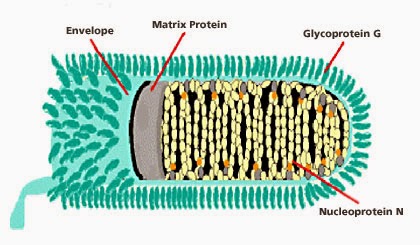 Parásitos, virus y bacterias: Virus de la Rabia