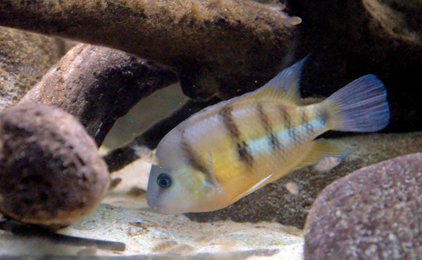 Mahengechromis: Cryptoheros cutteri, un anno dopo.