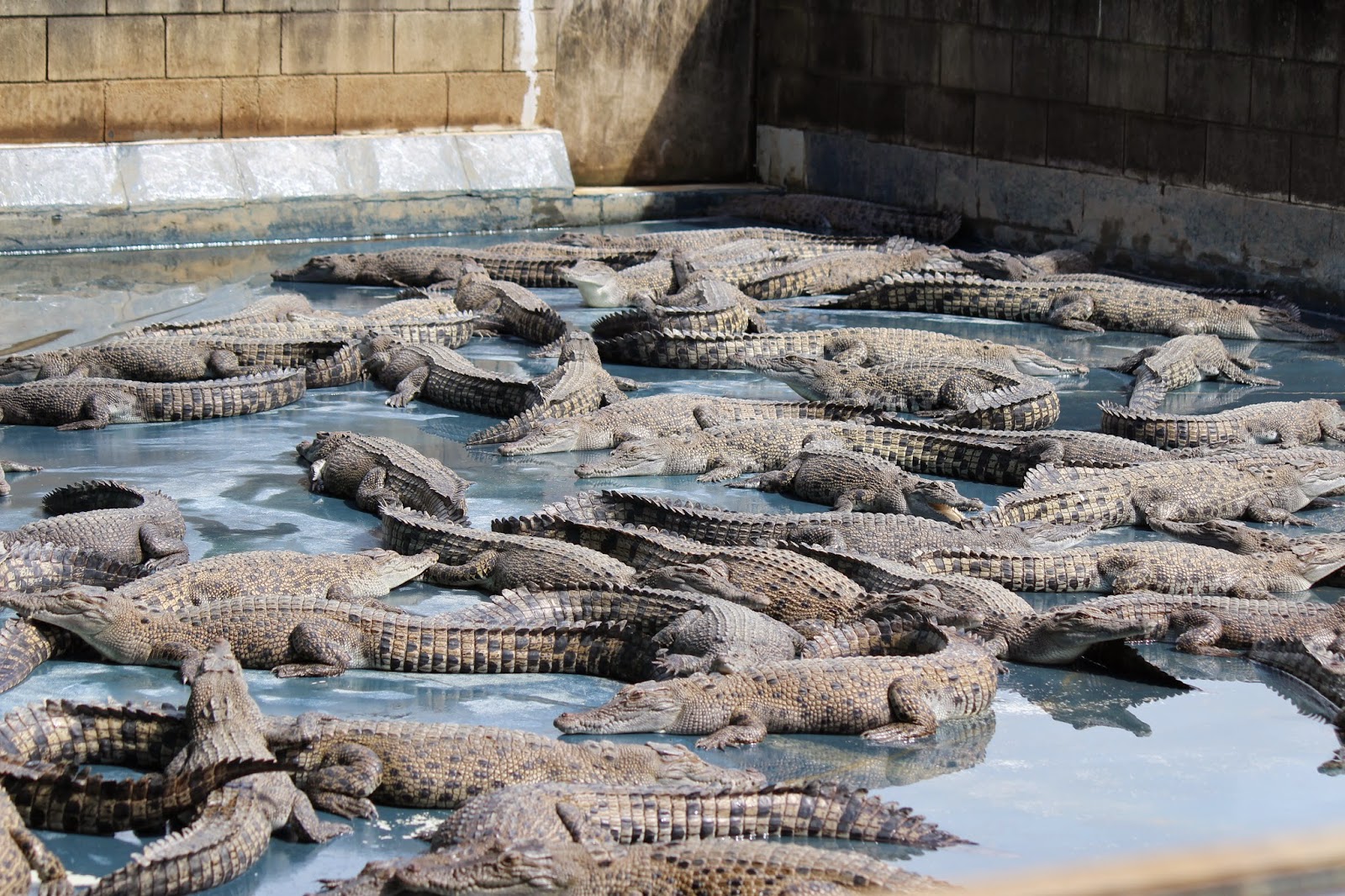 Where in the world is GHV?: A Visit to a Crocodile Farm