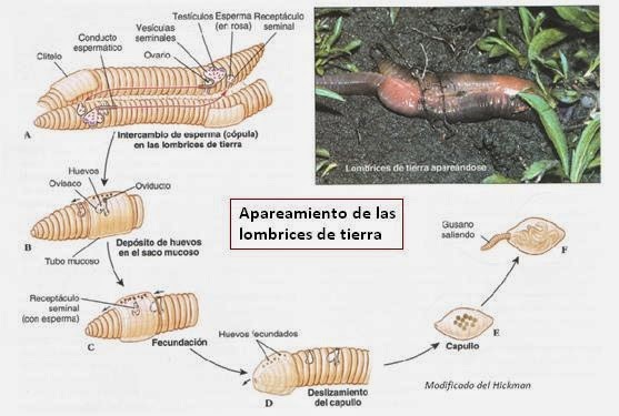 Reproducción en Anélidos
