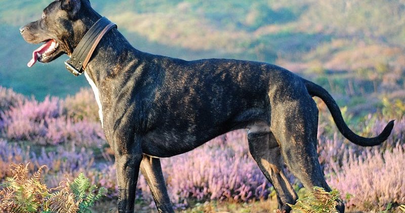 Breeds of Pets: Alaunt