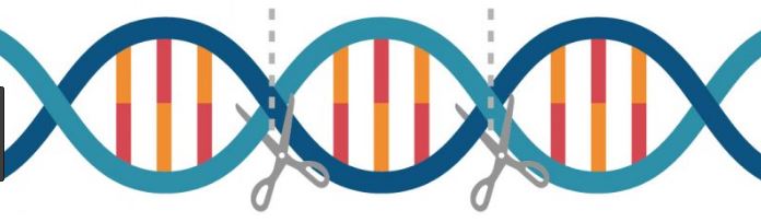 Living with Kennedy's Disease: New Research Could Fine-Tune the Gene ...