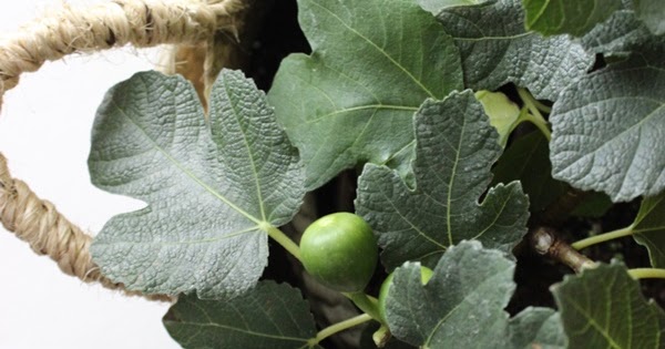 Stella Vanilja: Viikunapuu