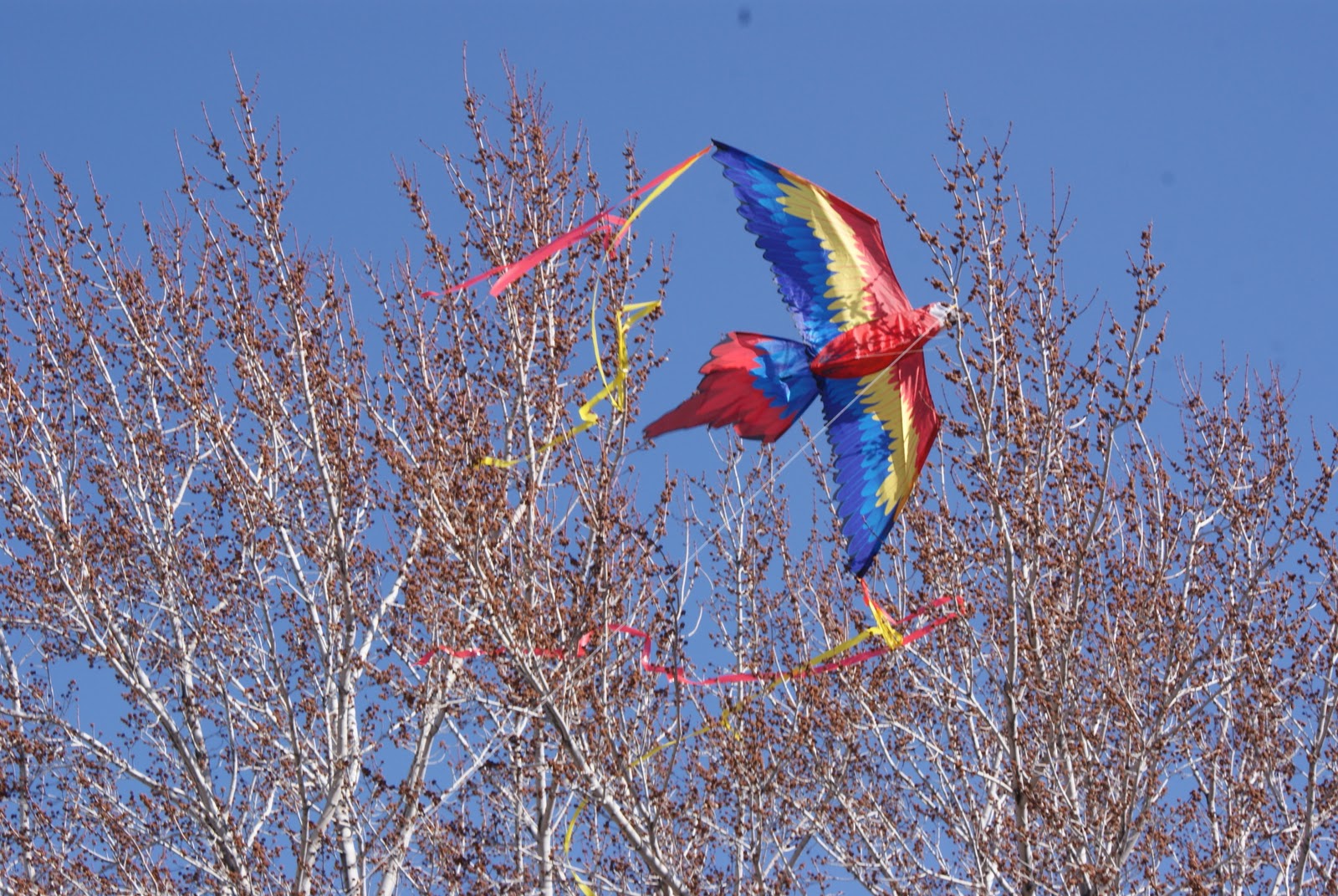 niebuhrchicks: Let's go fly a kite