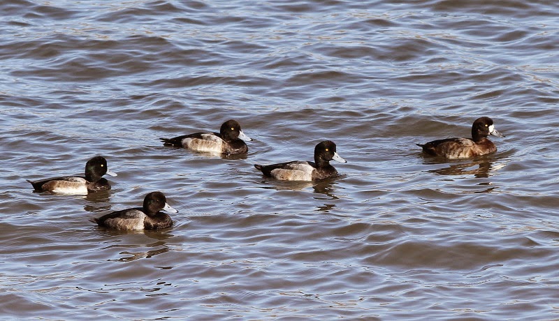 Murfs Wildlife : North American Ducks