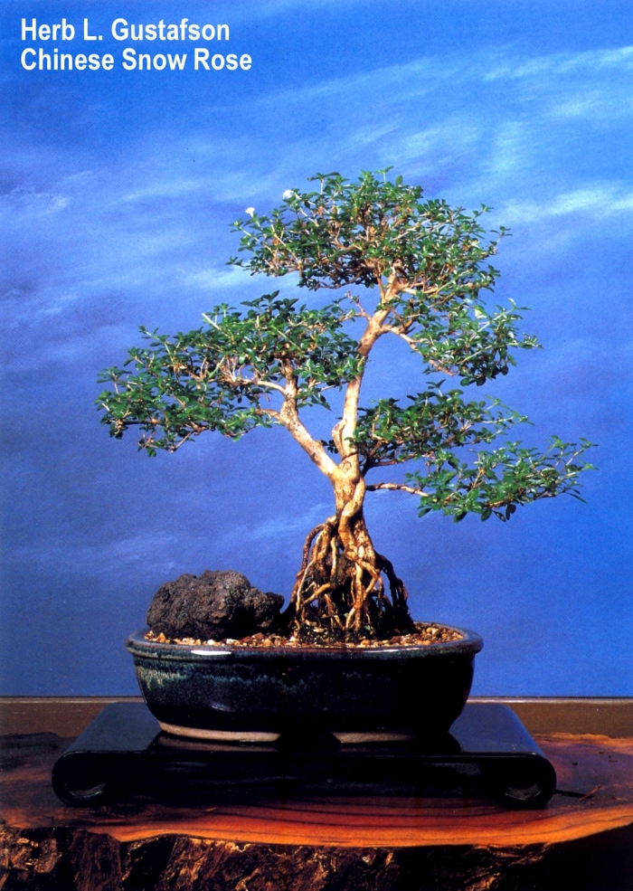 Te Yang Bonsai: NEAGARI – Raízes expostas