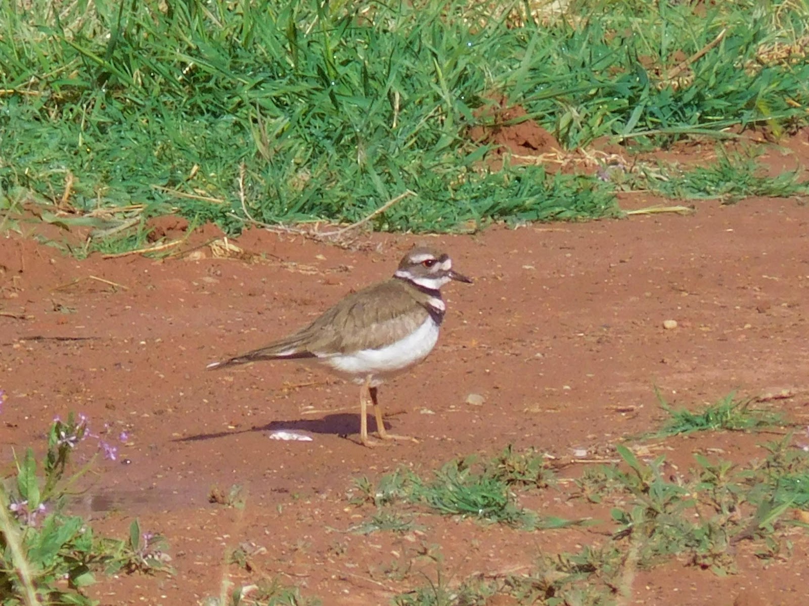 Berkeley Backyard Bird Blog: 2018
