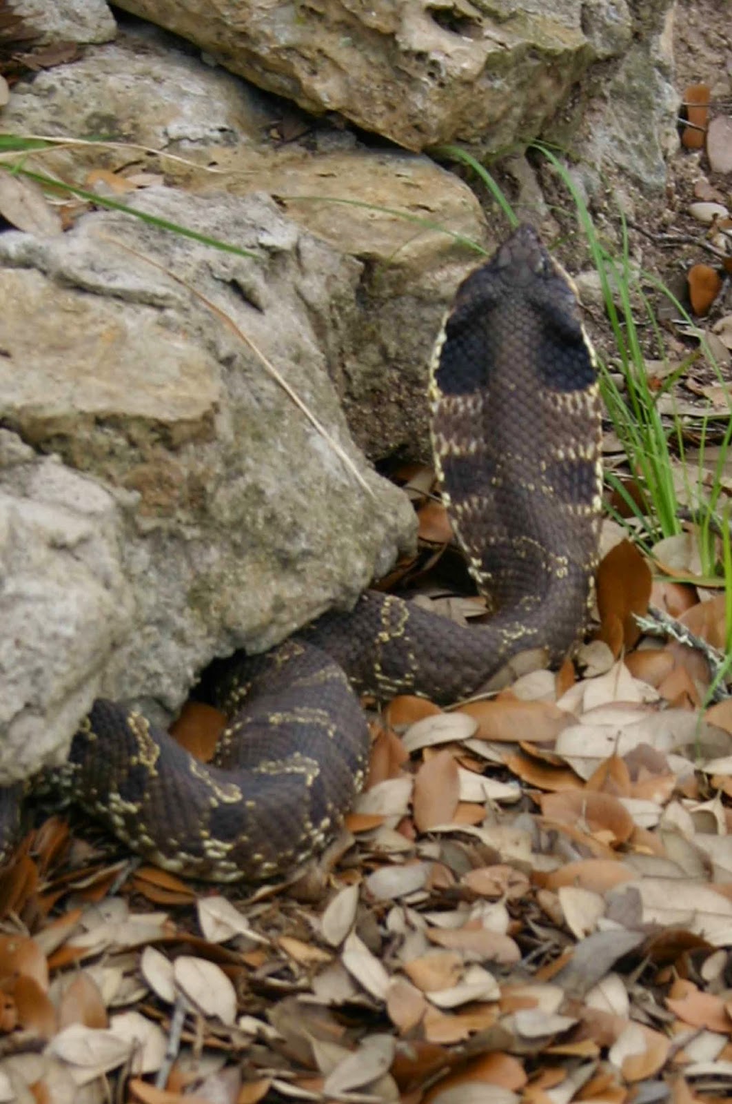 Tour My Texas: "What kind is it?" -- Snakes in Texas