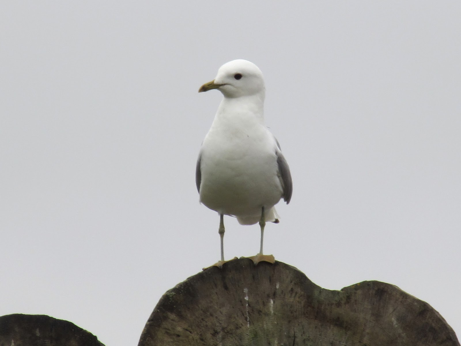 Maanantain lintukuvat