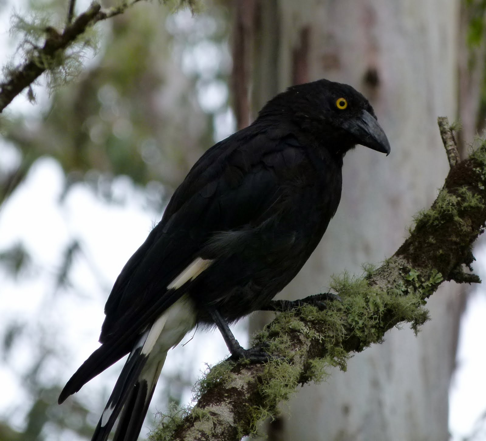 QUEENSLAND BIRDER - Birds and the natural world at home and away ...