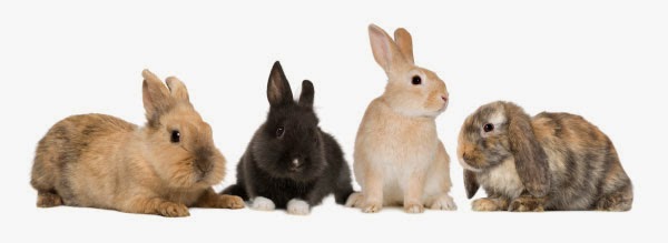 konijnenrassen: Inleiding