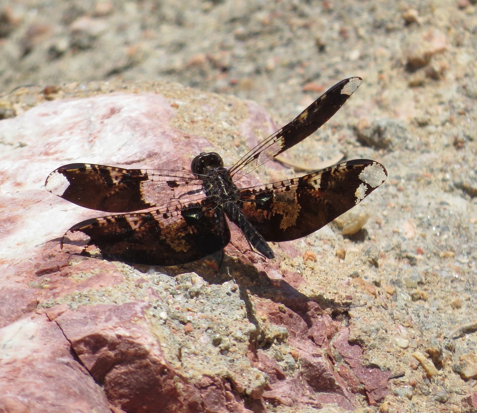 Bug Eric: Filigree Skimmer State Record for Colorado
