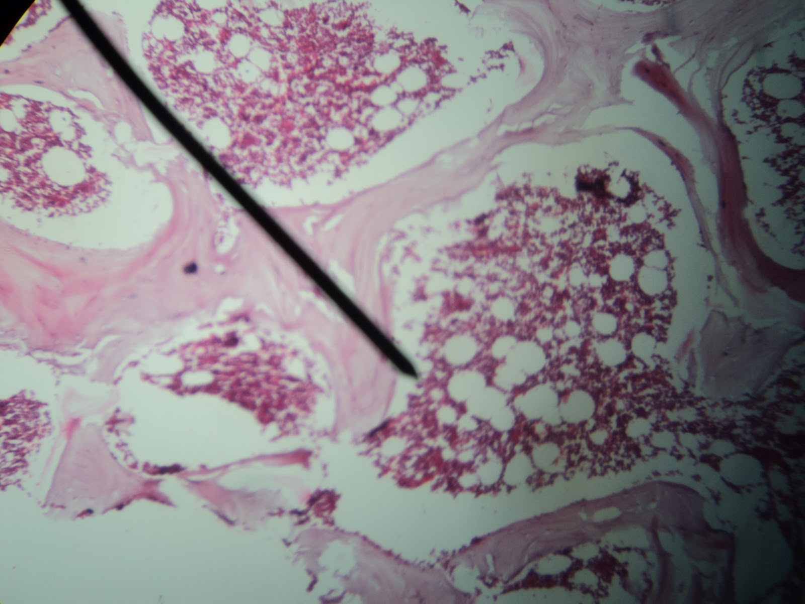 MEDICINA USMP: FOTOS HISTOLOGIA IV